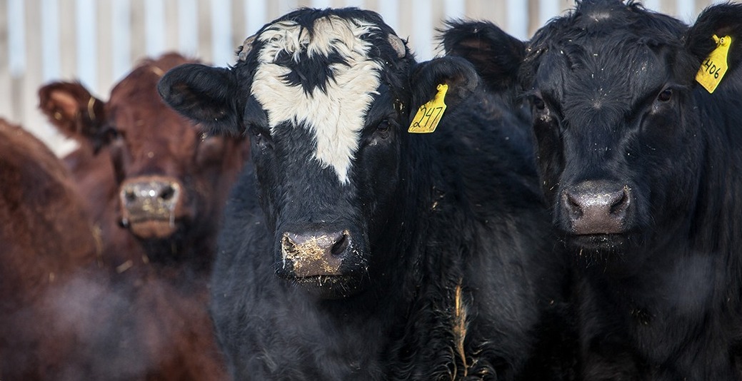 Ag-West Bio » Boosting beef production through better biology approaches