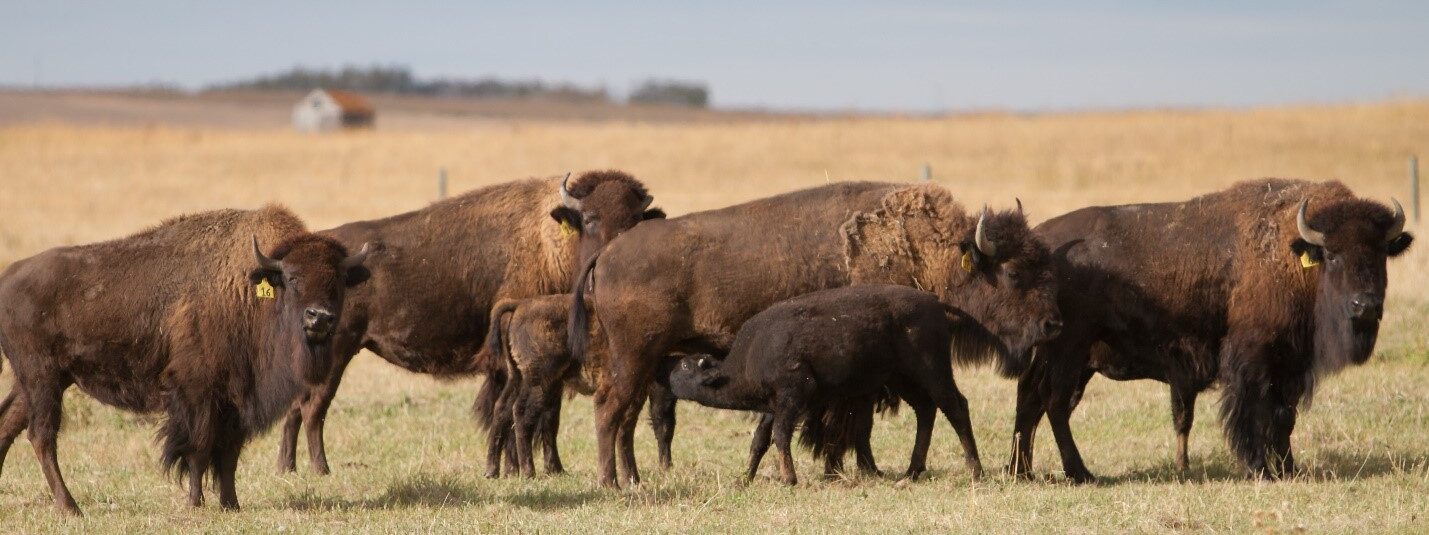 Ag-West Bio » Taking a walk on the wild side: How AAFC Scientists are ...