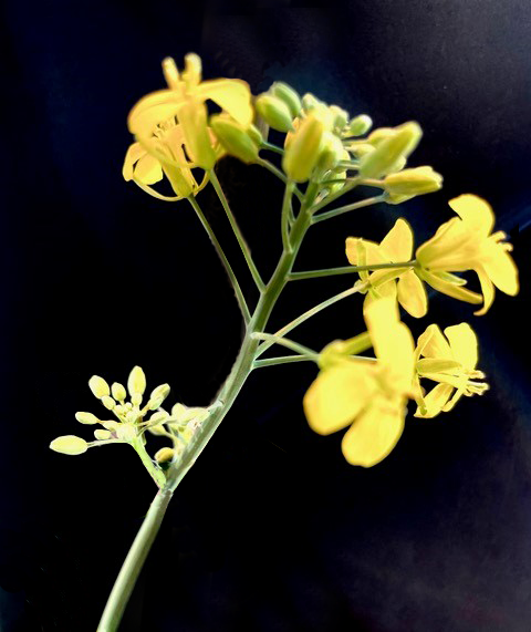 Ag-West Bio » NRGene announces advances in the battle against clubroot