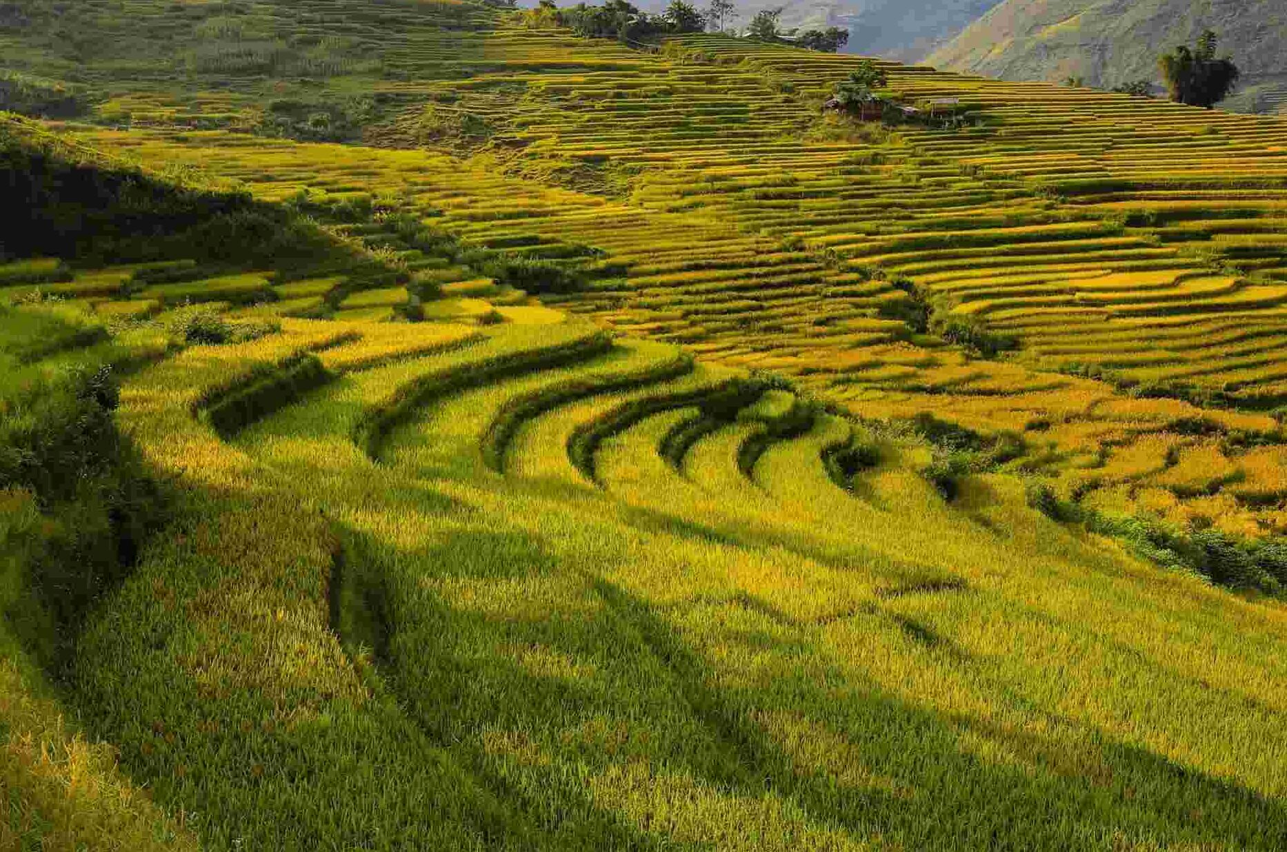 Ag-West Bio » Finding more sustainable ways to cultivate rice crops